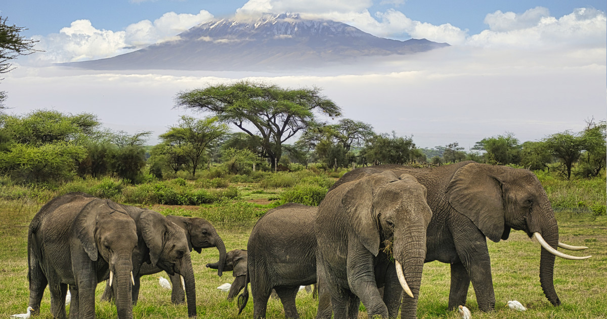 Kenya Bush and Beach Experience | Packages